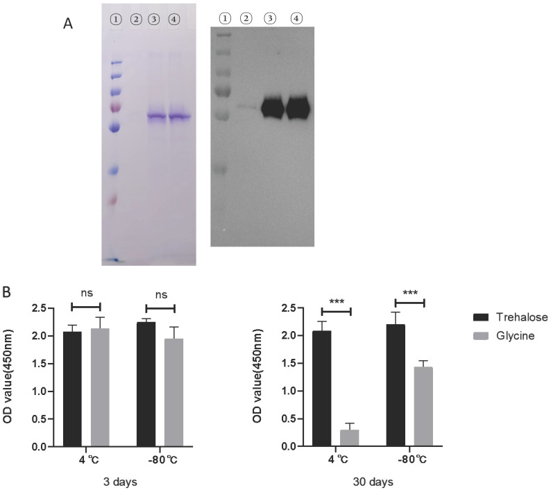 Rabies Virus Glycoprotein - Creative Diagnostics