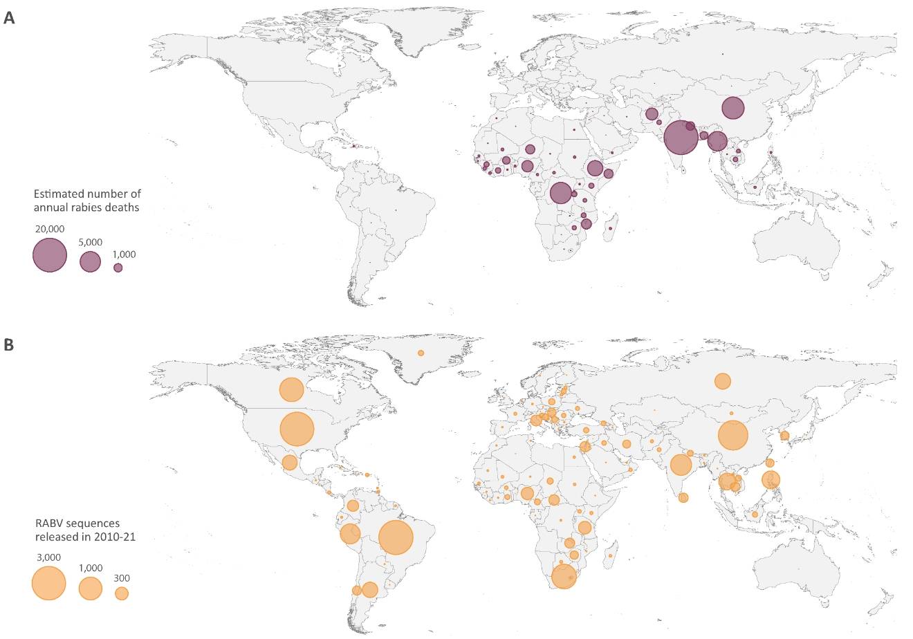 Rabies Virus (RABV) Infection - Creative Diagnostics