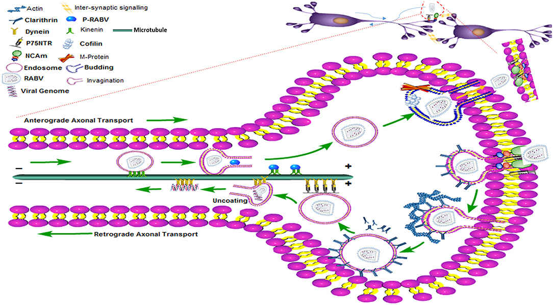 Rabies Virus (RABV) Infection - Creative Diagnostics