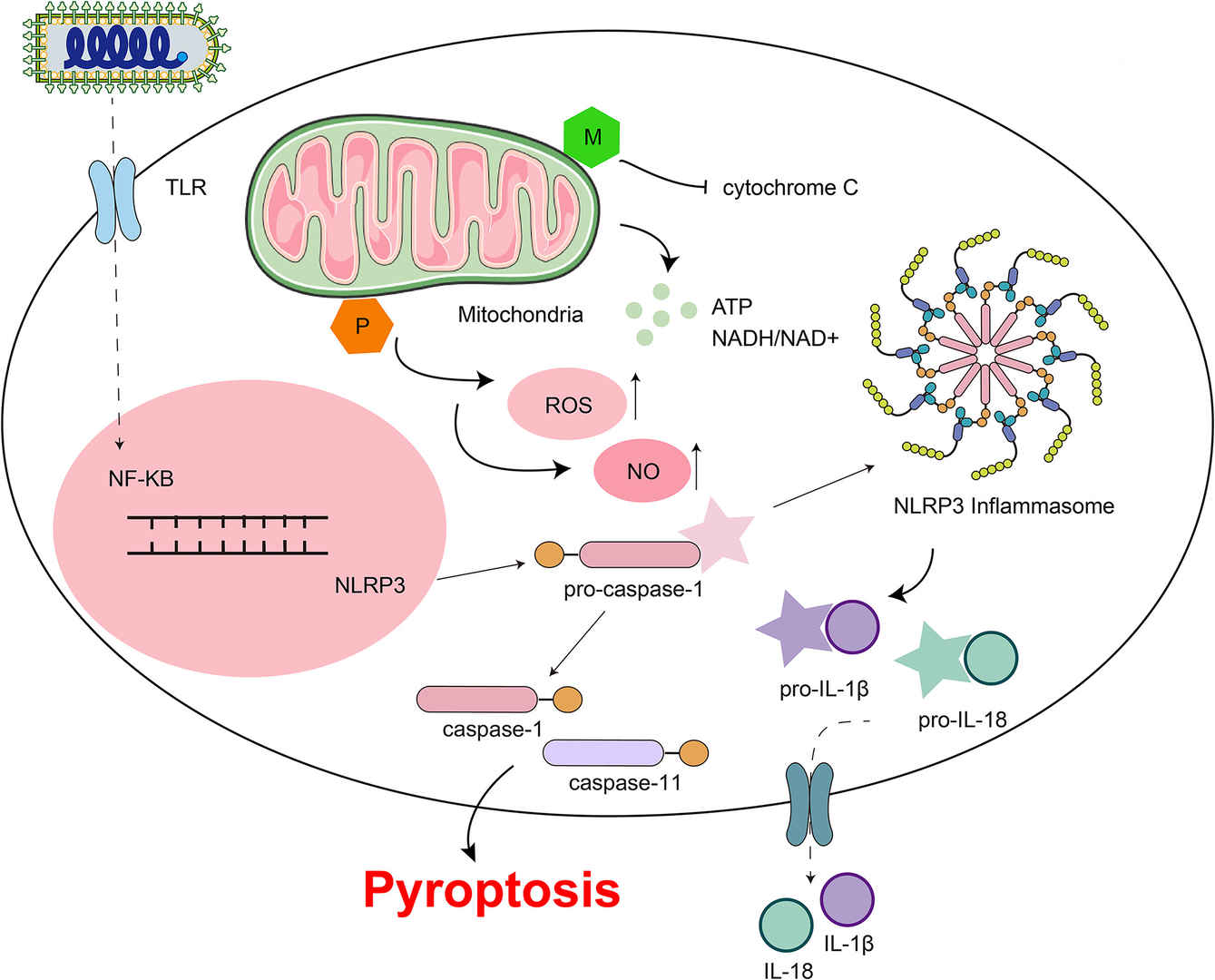 Rabies Virus (RABV) Infection - Creative Diagnostics