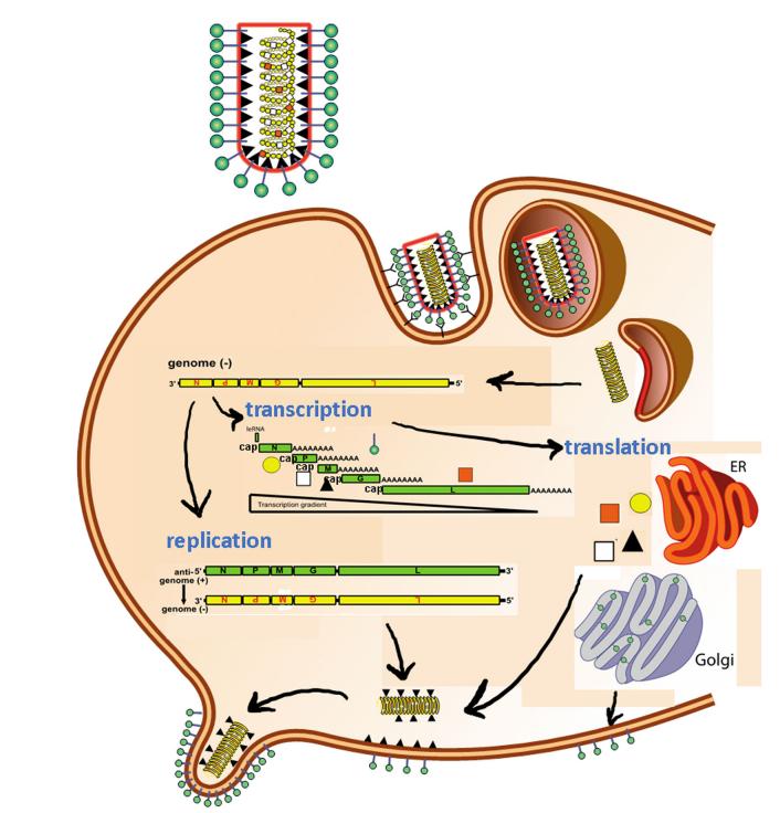 Rabies Virus Vaccines - Creative Diagnostics