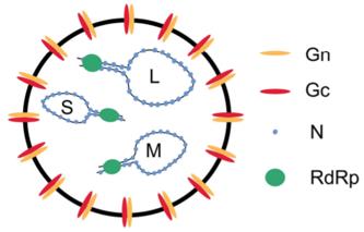 Raw Materials for Severe Fever with Thrombocytopenia Syndrome ...