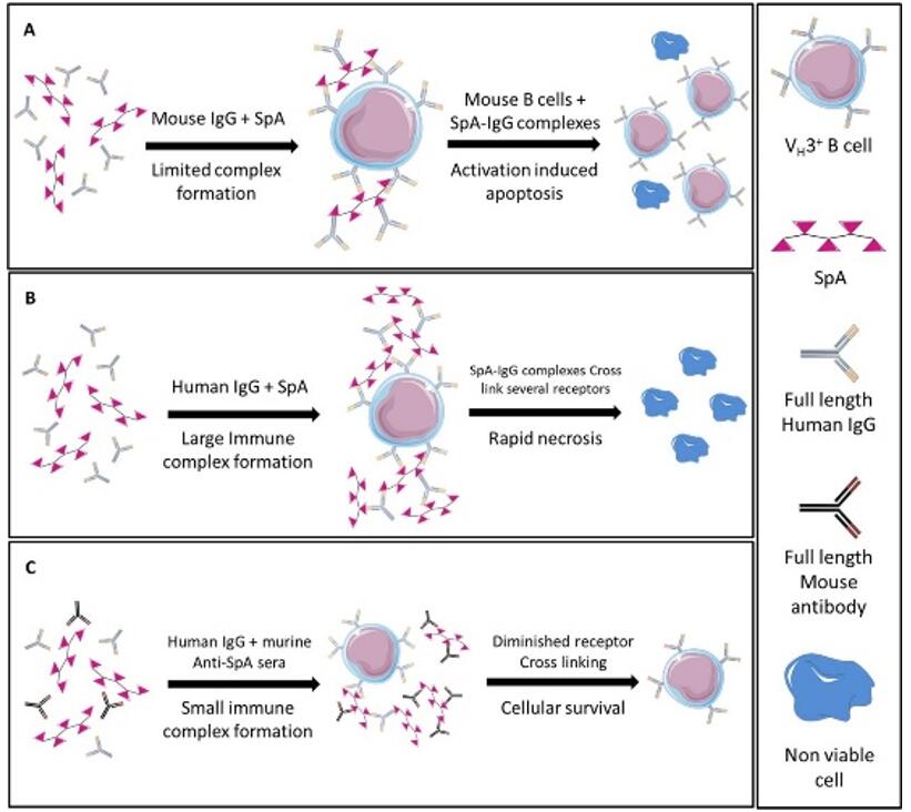 Bioprocess Impurity Analysis: Protein A, G & L Detection - Creative Diagnostics