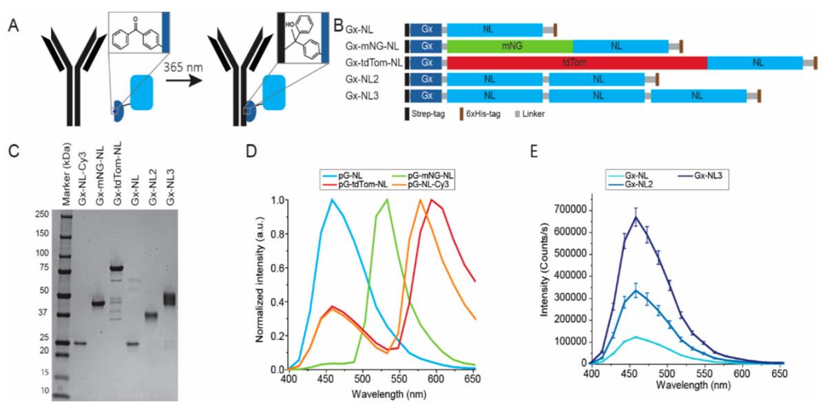 Bioprocess Impurity Analysis: Protein A, G & L Detection - Creative Diagnostics
