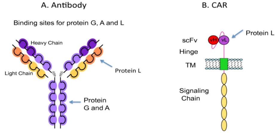 Bioprocess Impurity Analysis: Protein A, G & L Detection - Creative ...