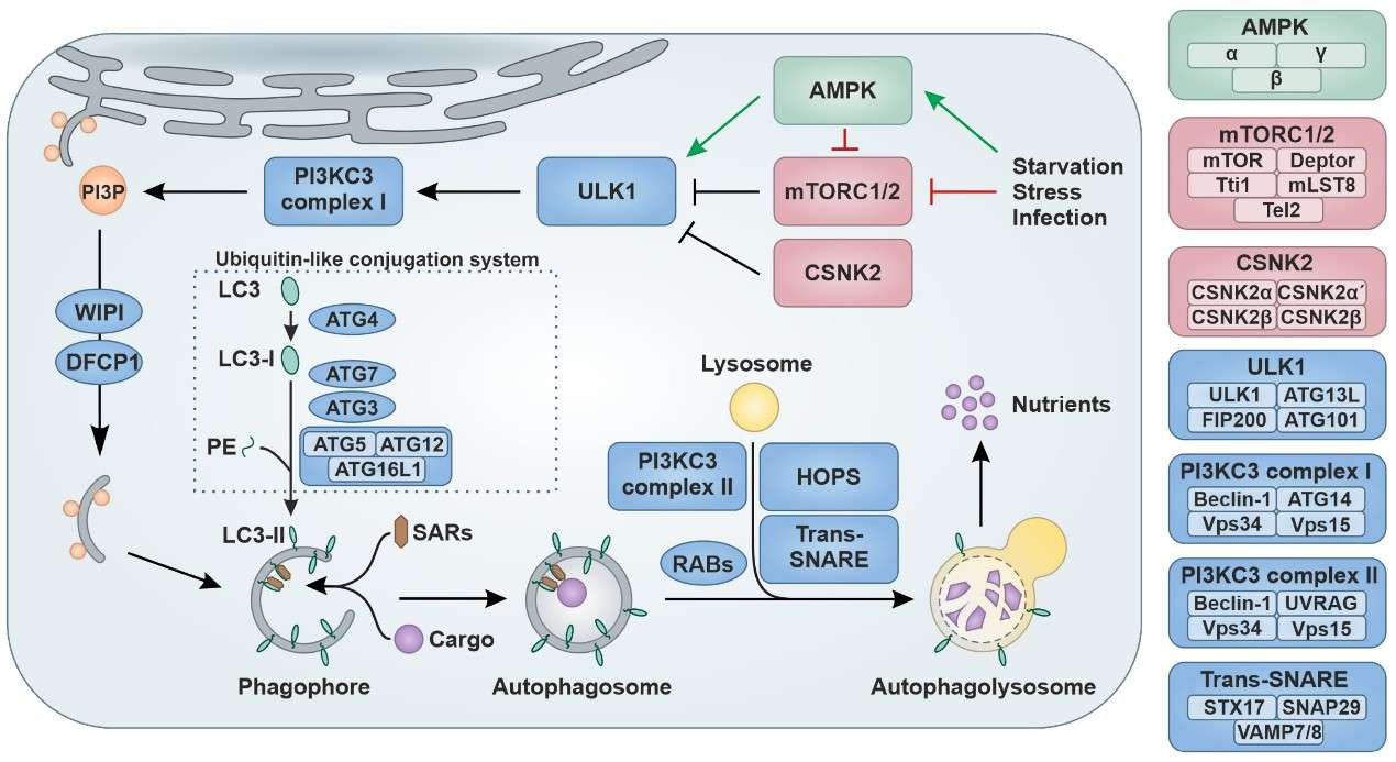 Research on the Role of Cellular Autophagy in Anti-HIV-1 Infection - Creative Diagnostics