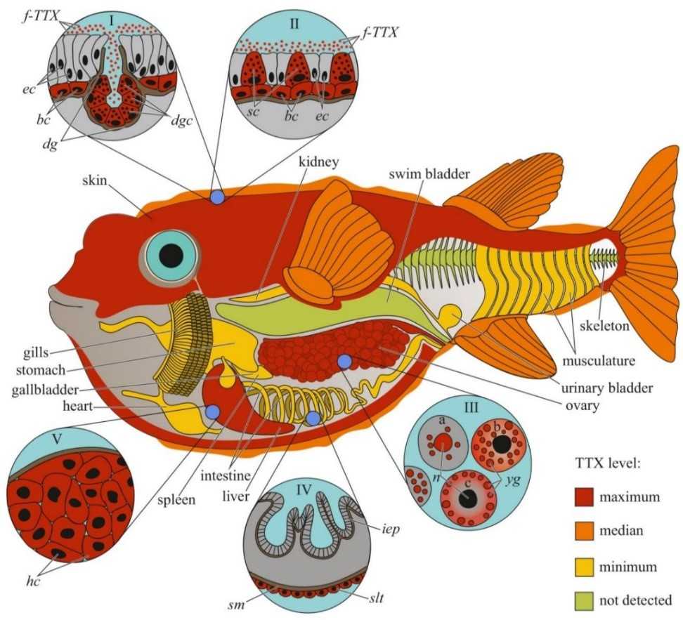 Research Progress on Tetrodotoxin - Creative Diagnostics