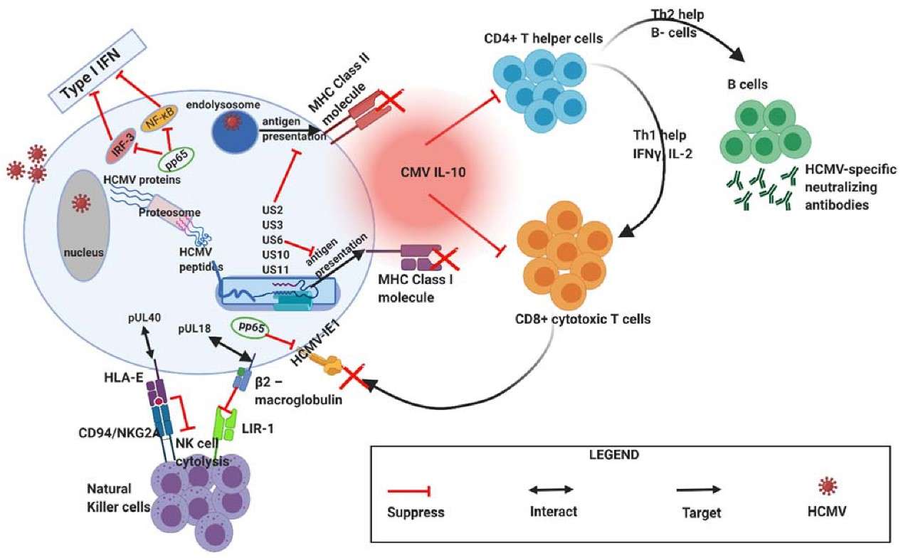 Research Progress on the Immune Escape Mechanism of Cytomegalovirus - Creative Diagnostics