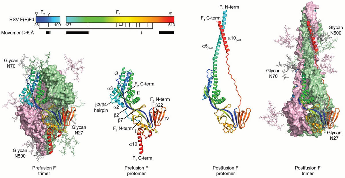 Respiratory Syncytial Virus (RSV) PreF and PostF Proteins - Creative ...