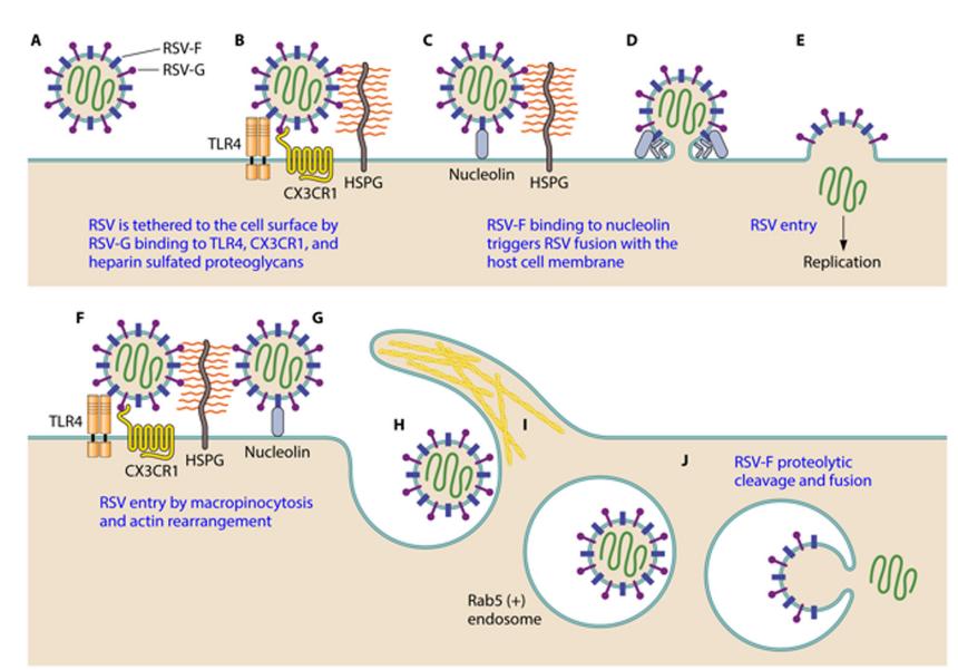 Respiratory Syncytial Virus Vaccines - Creative Diagnostics