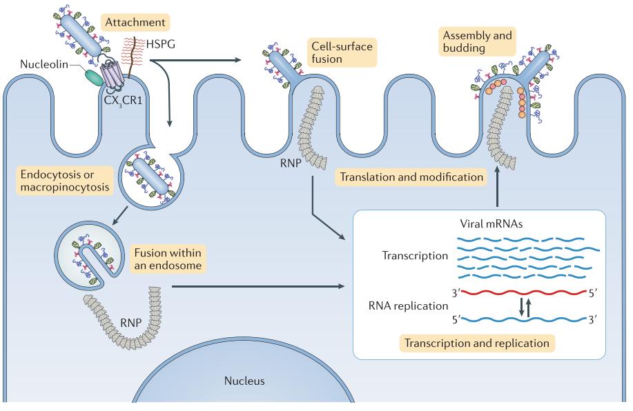 Respiratory Syncytial Virus Vaccines - Creative Diagnostics