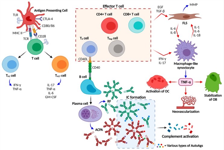 Rheumatoid Arthritis - Creative Diagnostics