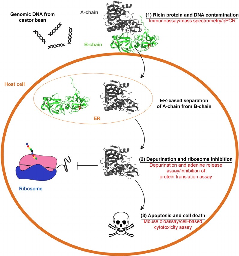Ricin Detection and Analysis Method - Creative Diagnostics
