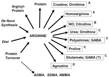 Role of Arginine and ADMA - Creative Diagnostics