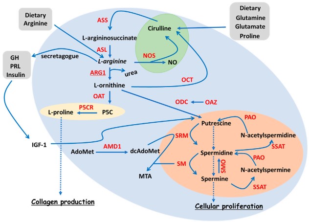 Role of Arginine and ADMA - Creative Diagnostics