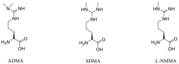 Role of Arginine and ADMA - Creative Diagnostics