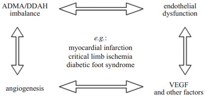 Role of Arginine and ADMA - Creative Diagnostics