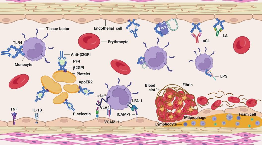 Role of β2-Glycoprotein I - Creative Diagnostics