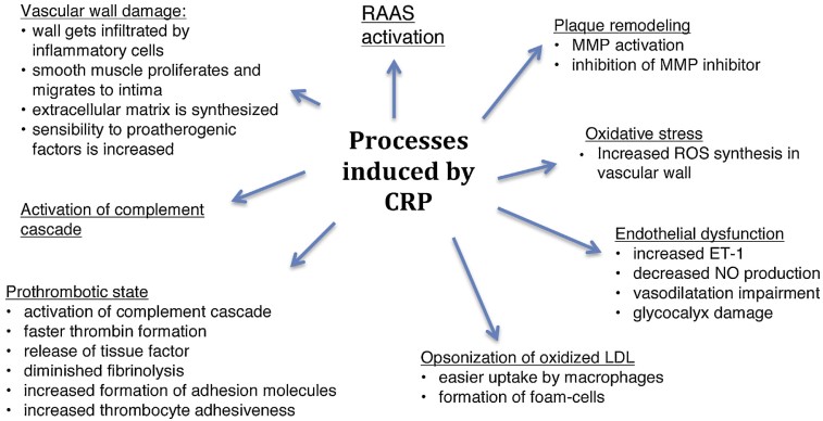 Role of CRP in the Body - Creative Diagnostics