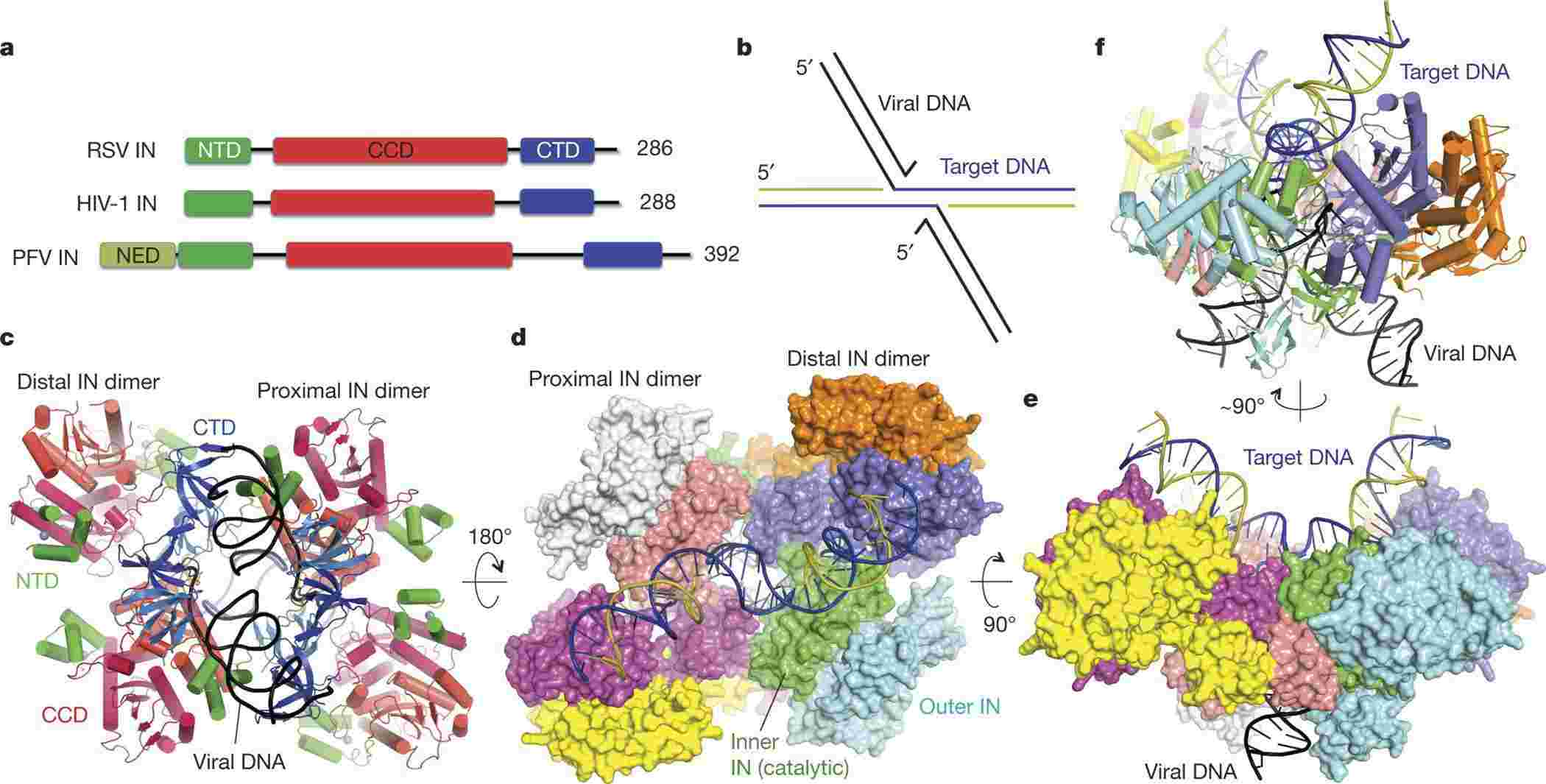 Rous Sarcoma Virus - Creative Diagnostics