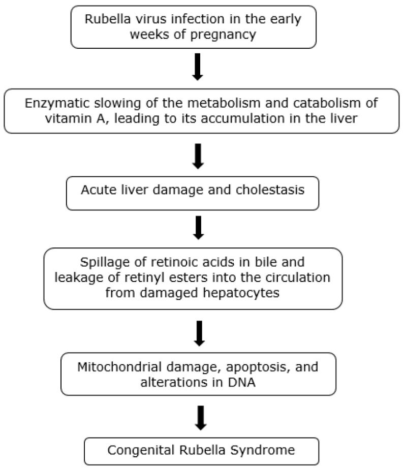 Rubella Virus (RV) - Creative Diagnostics