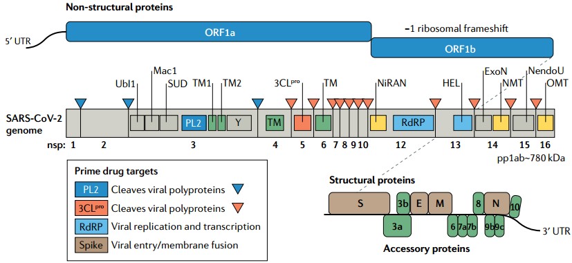 SARS-CoV-2: From Antigens and Antibodies to Vaccine Development - Creative Diagnostics