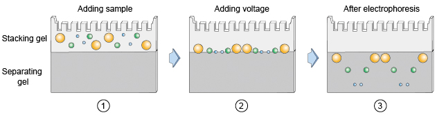 Sds Page Stacking Gel Recipe | Deporecipe.co