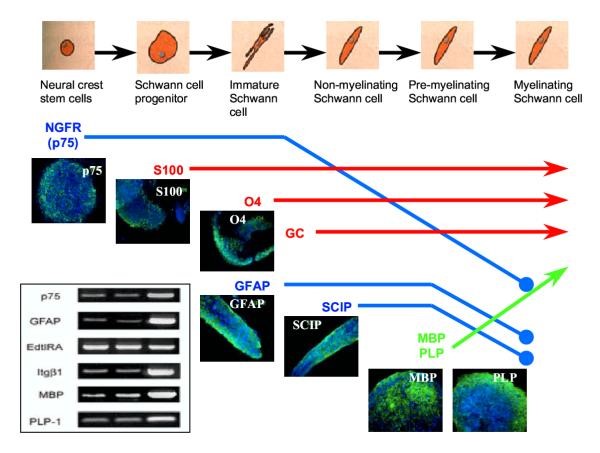 Schwann Cell Development and Function - Creative Diagnostics