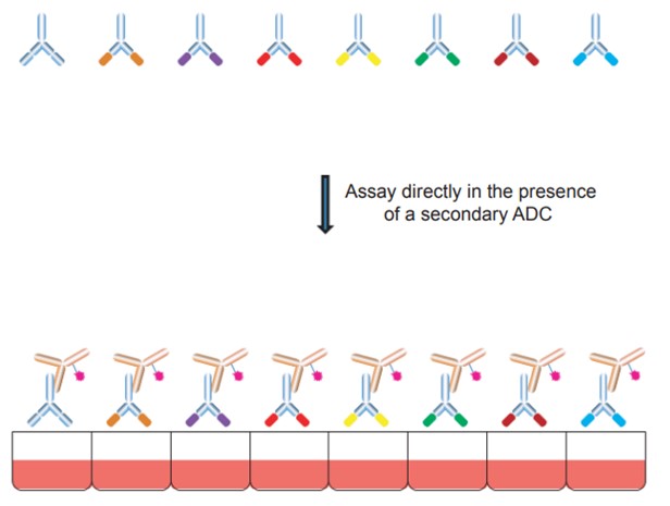 Secondary antibody-drug conjugates: a potent tool for ADC candidate mAb ...
