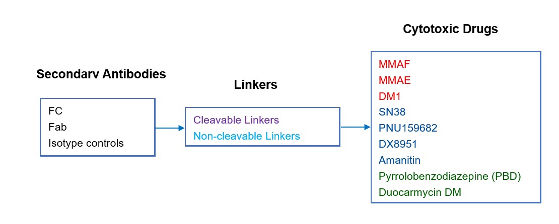 Secondary antibody-drug conjugates: a potent tool for ADC candidate mAb ...
