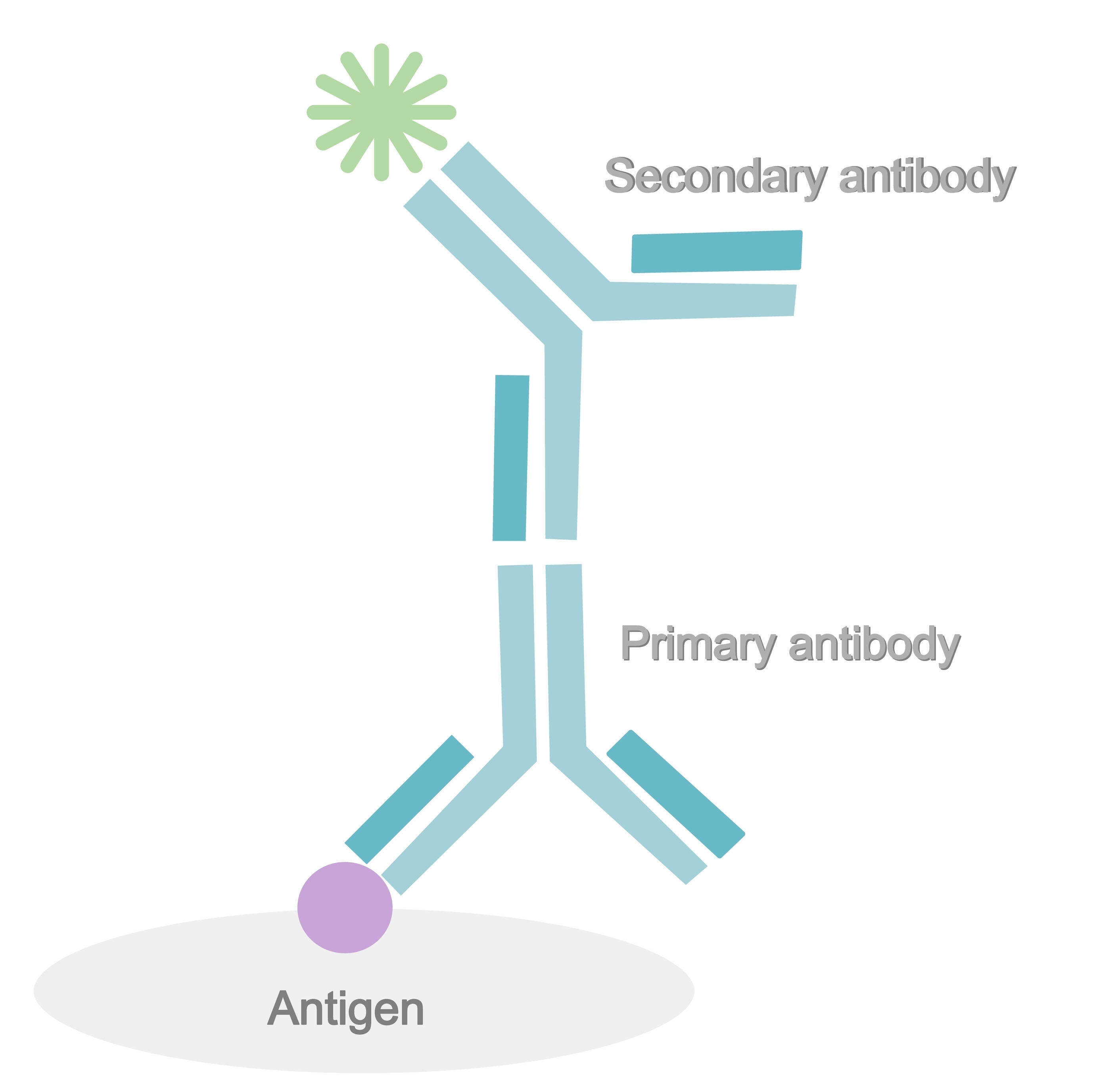 Secondary Antibodies - Creative Diagnostics