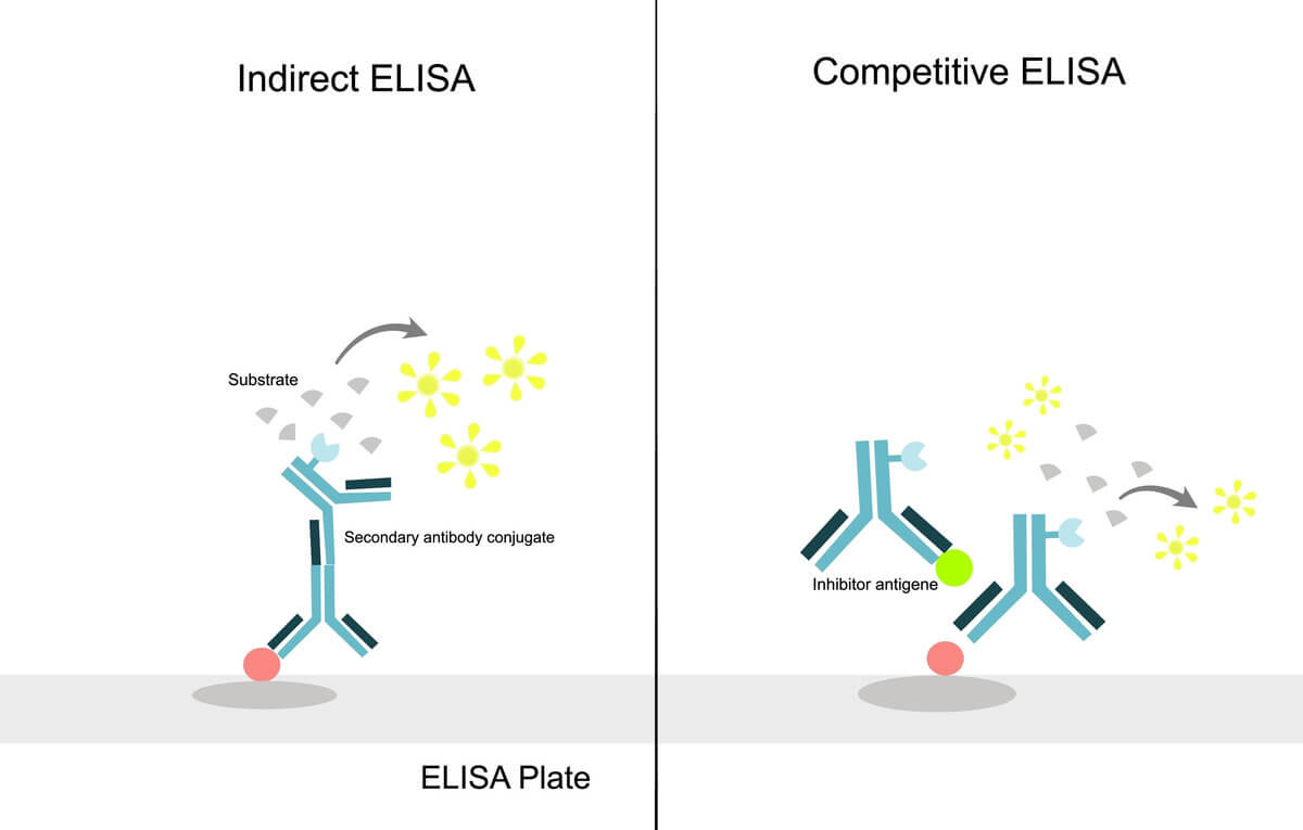 Secondary Antibodies - Creative Diagnostics
