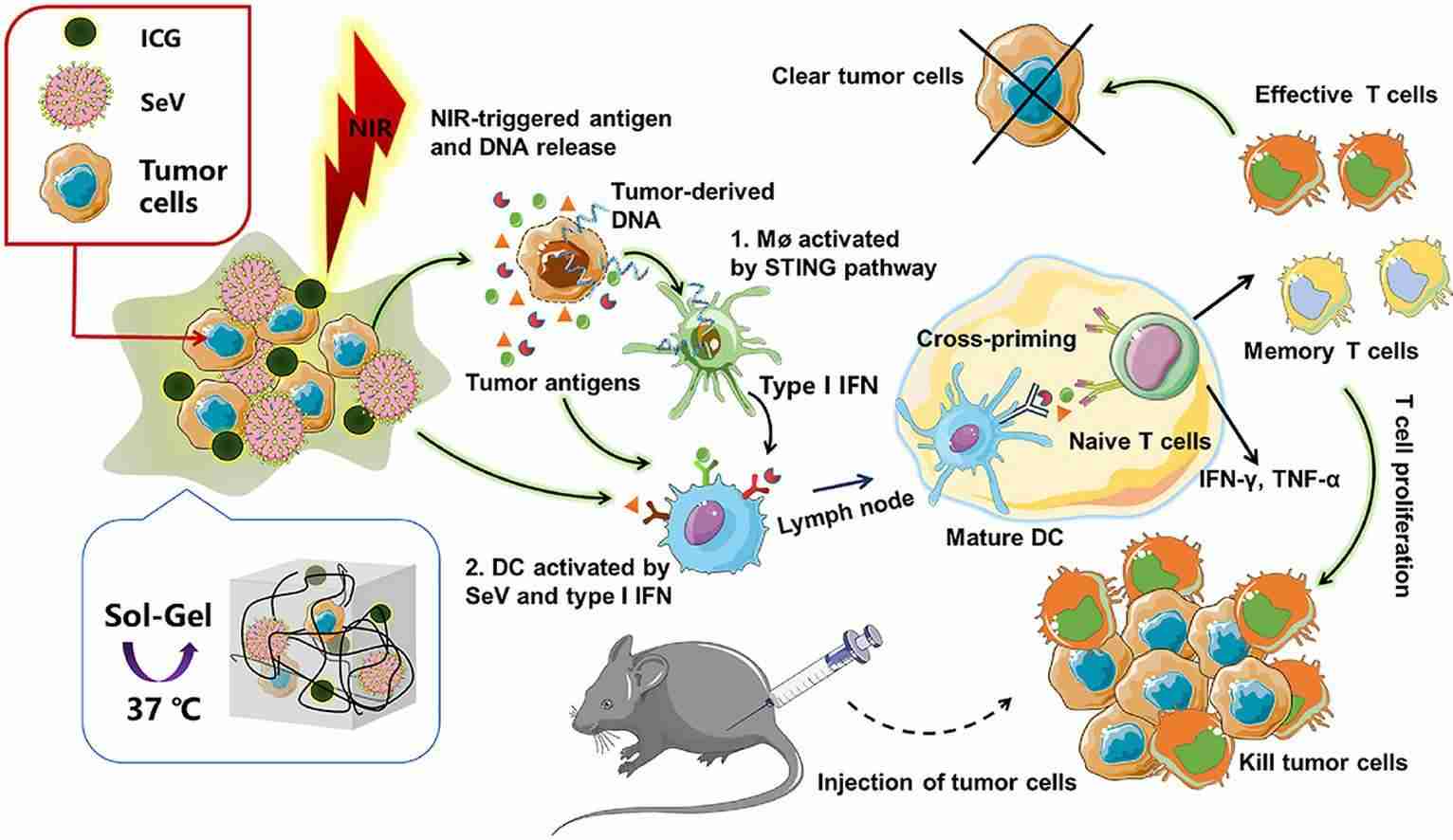 Sendai Virus - Creative Diagnostics