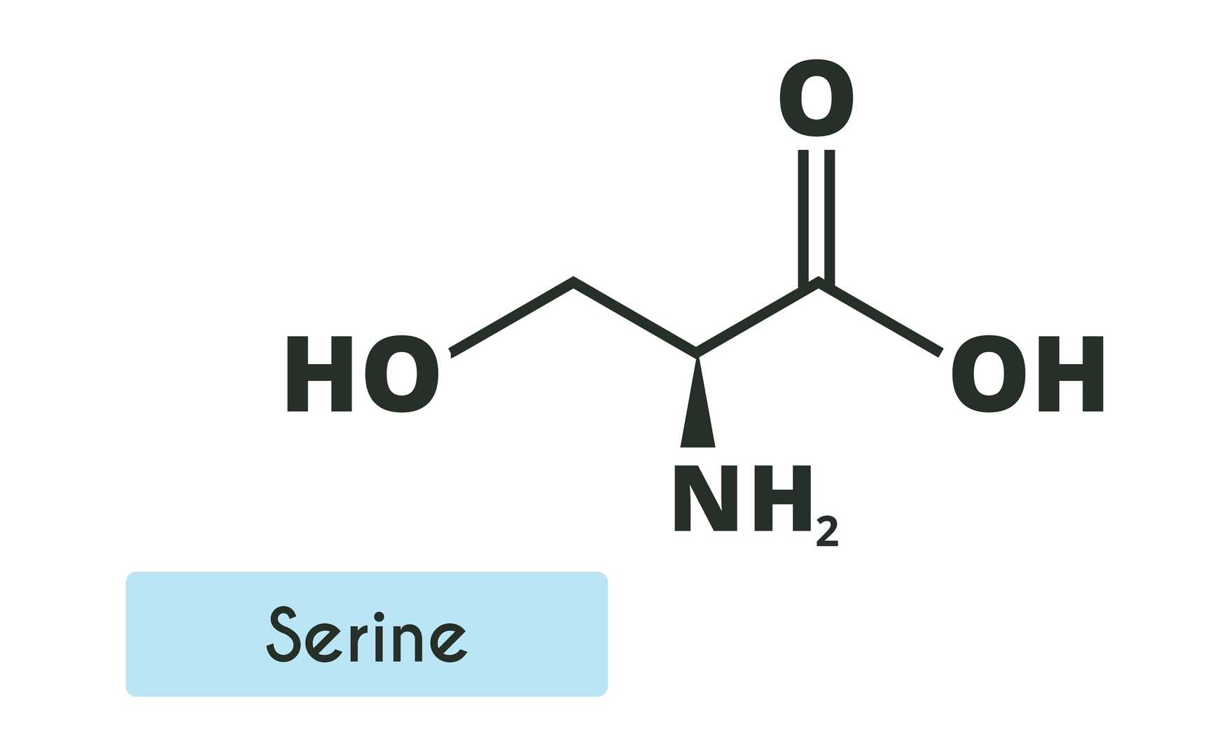 Serine Protease - Creative Diagnostics