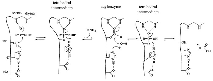 Serine Protease - Creative Diagnostics