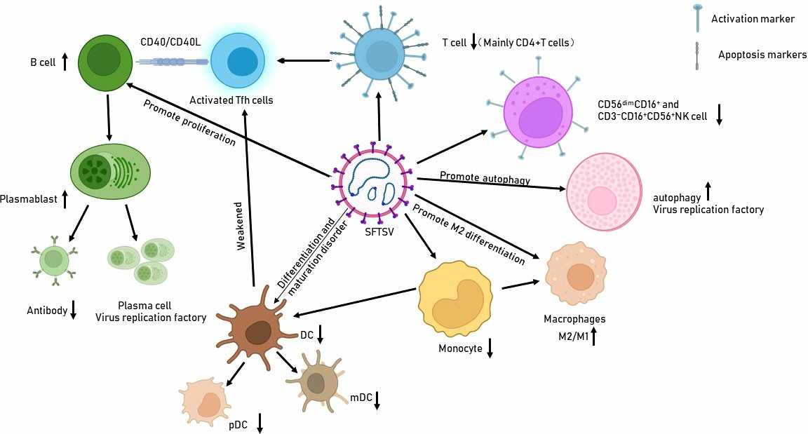 Severe Fever with Thrombocytopenia Syndrome - Creative Diagnostics