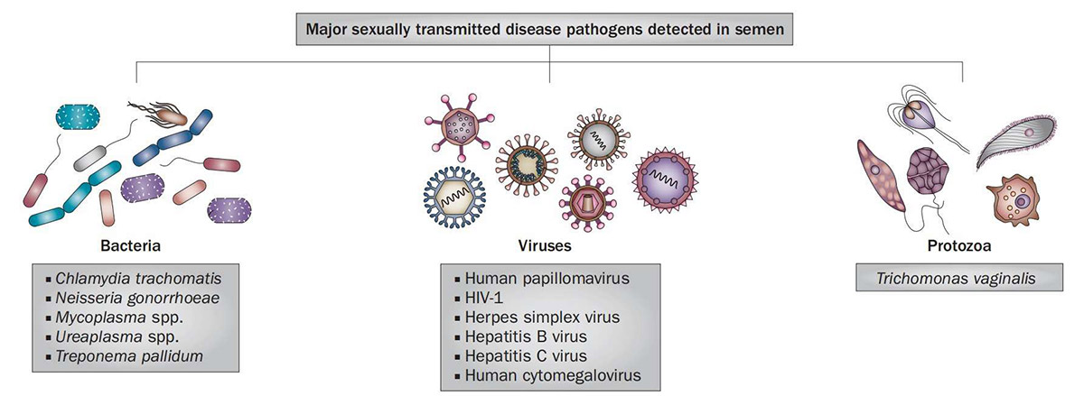 Sexually Transmitted Infections (STIs) Antigens and Antibodies ...