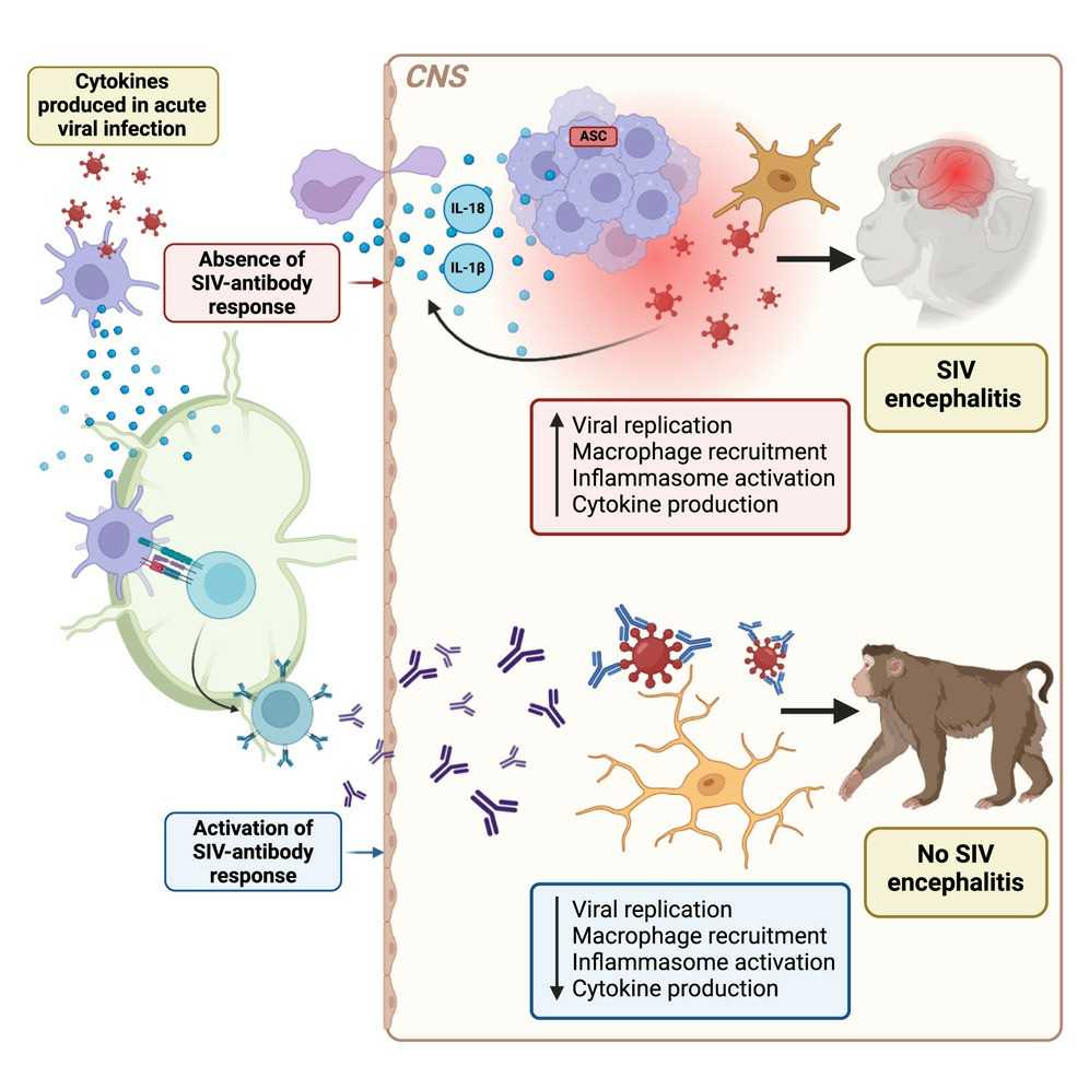 Simian Immunodeficiency Virus - Creative Diagnostics