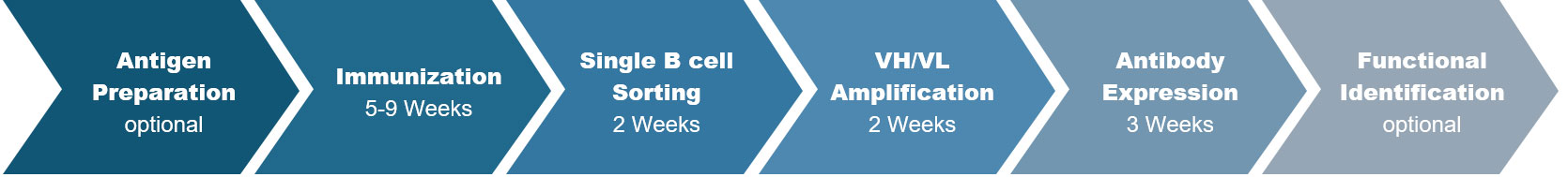 Single B Cell Antibody Service Creative Diagnostics