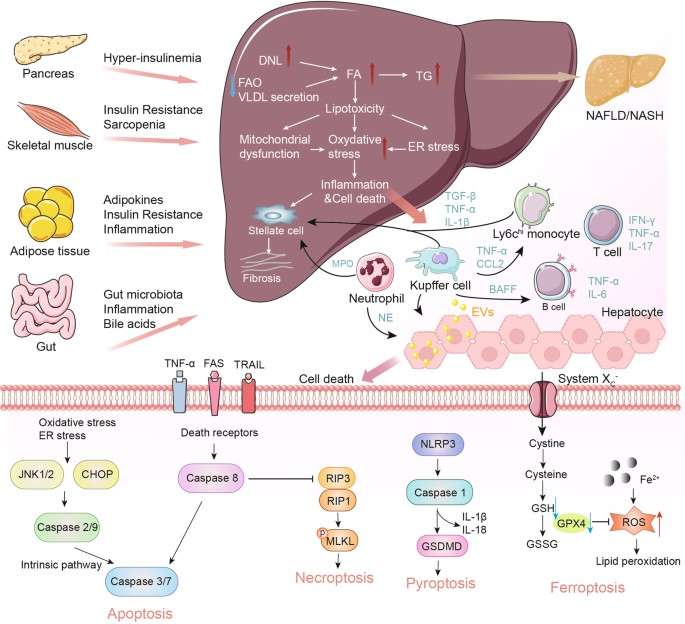 Small Molecule Drugs for Non-alcoholic Steatohepatitis (NASH ...