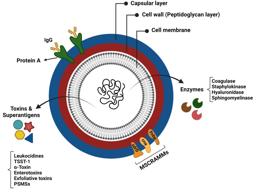 Staphylococcus Aureus Clinical Virulence Factors Creative Diagnostics