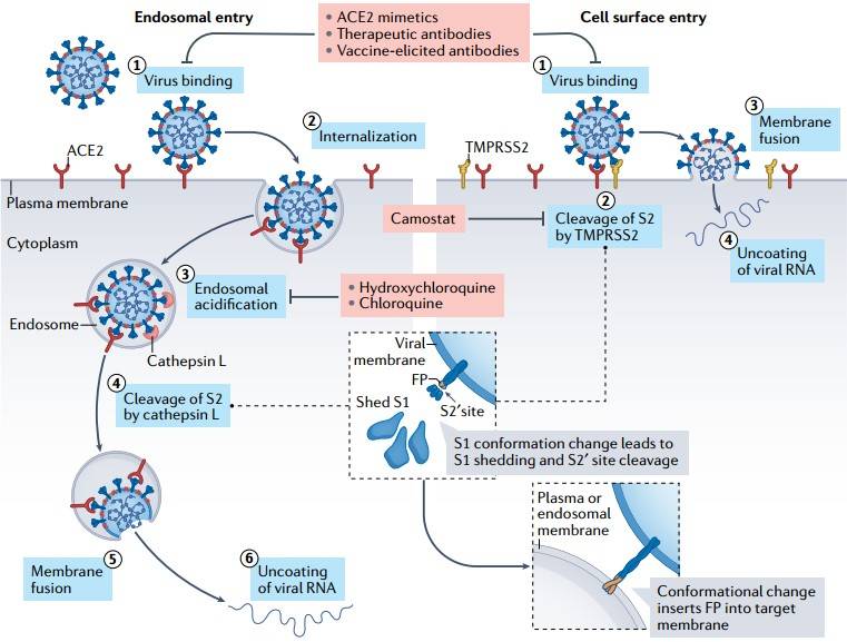 Structural and Functional Dissection of SARS-CoV-2 Proteins - Creative ...