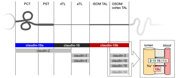Structure-Function Relationships and Pathophysiological Significance of ...