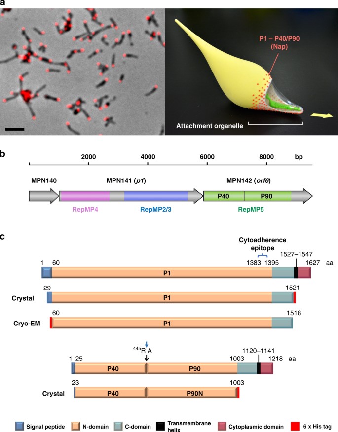 Study of the Function and Pathogenicity of the Mycoplasma Pneumoniae P1 ...