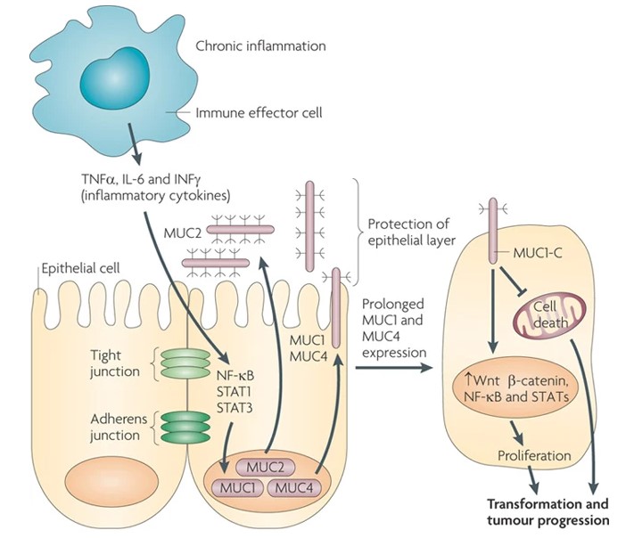 Study on the Mechanism of Mucin 1 in Tumors - Creative Diagnostics