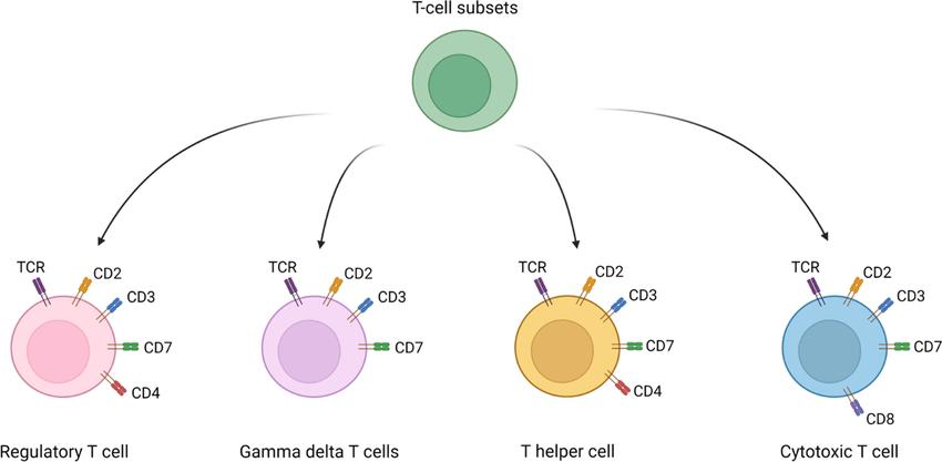 T Cell Markers - Creative Diagnostics