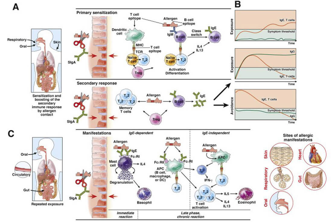 Allergens Antibodies - Creative Diagnostics
