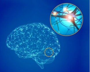 Tau Pre-Formed Fibrils (PFFs) - Creative Diagnostics