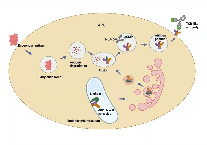 TCR-like Antibodies - Creative Diagnostics