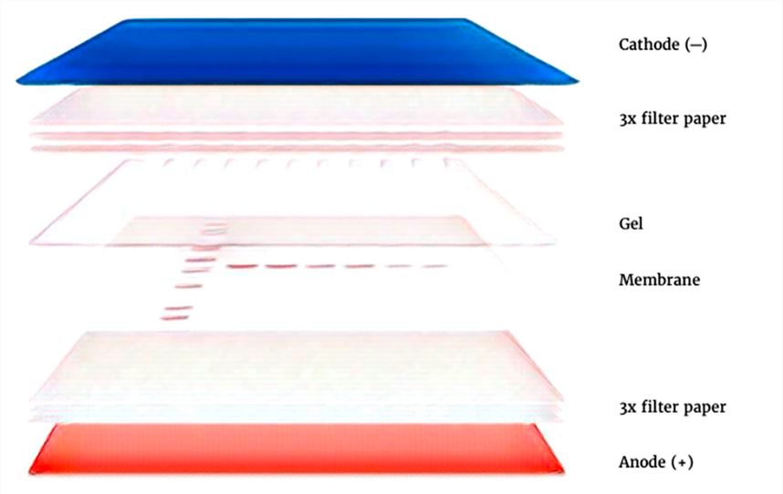 Techniques to Transfer Proteins from Gel to Membrane - Creative Diagnostics